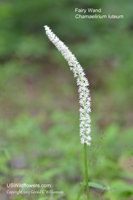US Wildflower's Database of Family Melanthiaceae Wildflowers for South ...