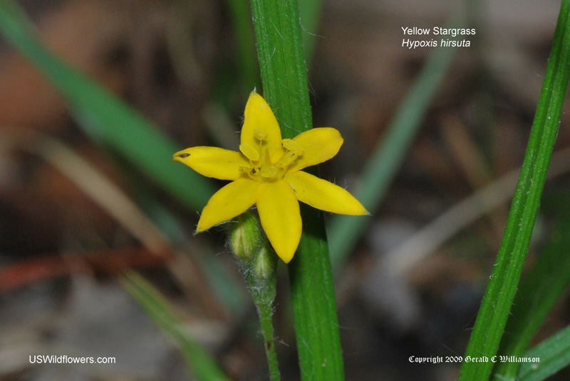 Yellow Star Grass Hypoxis Hirsuta Plantsflowerss