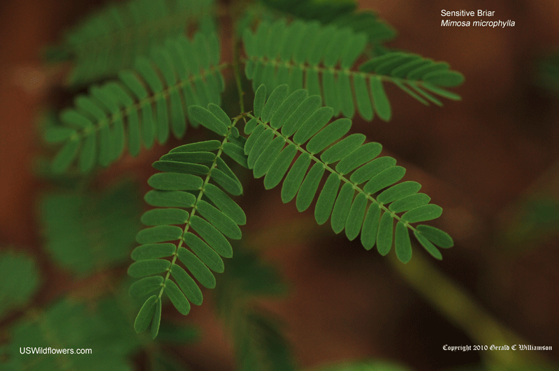 #NPOD: Sensitive Briar #Nativeplants | USWildflowers.com Journal